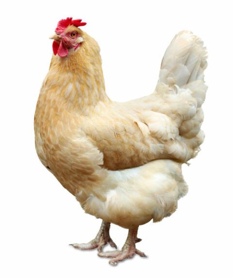 Rainbow Sustainability | RAINBOW Chicken